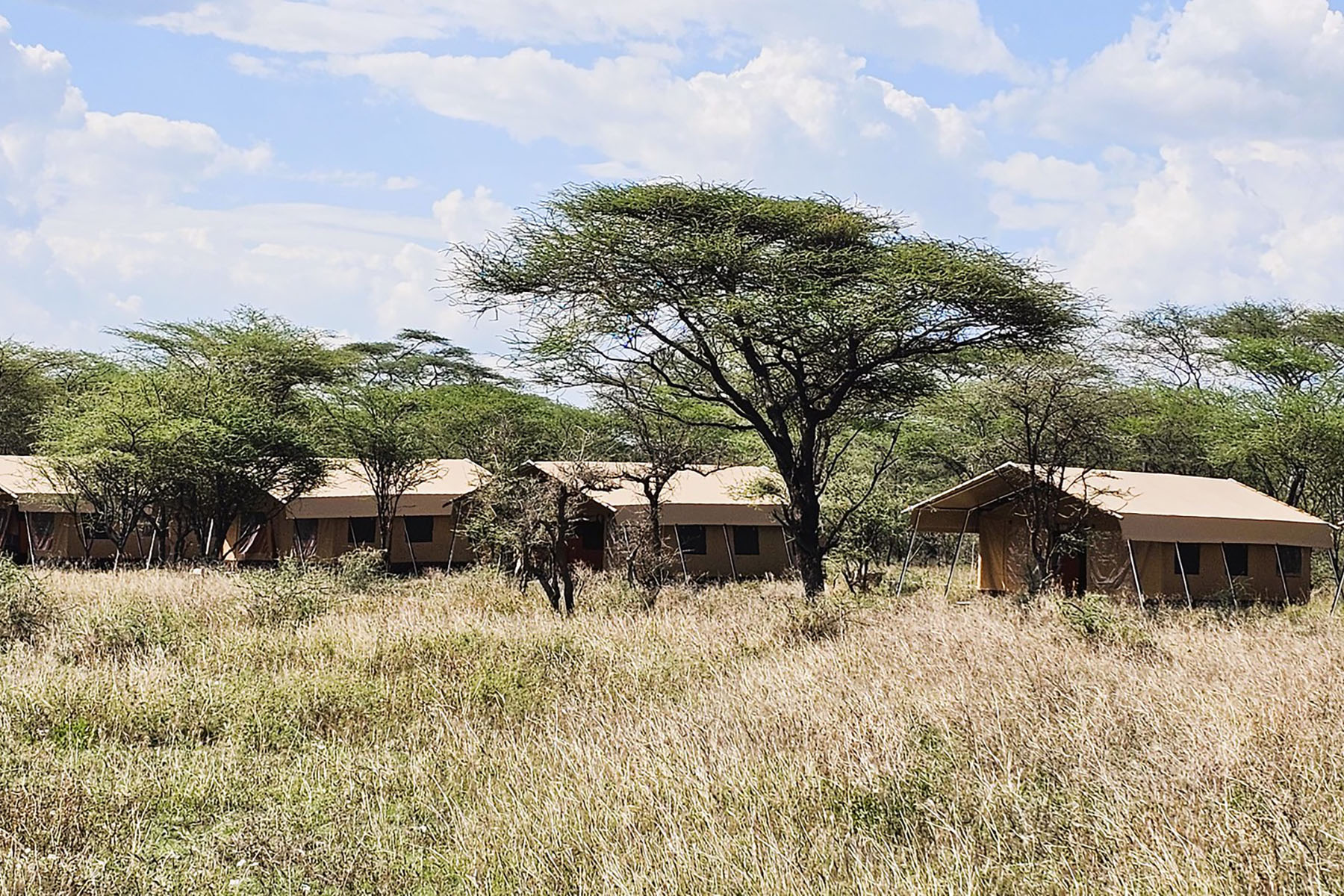 Africa Safari Serengeti Kusini - Africa Safari | Your place to Safari!